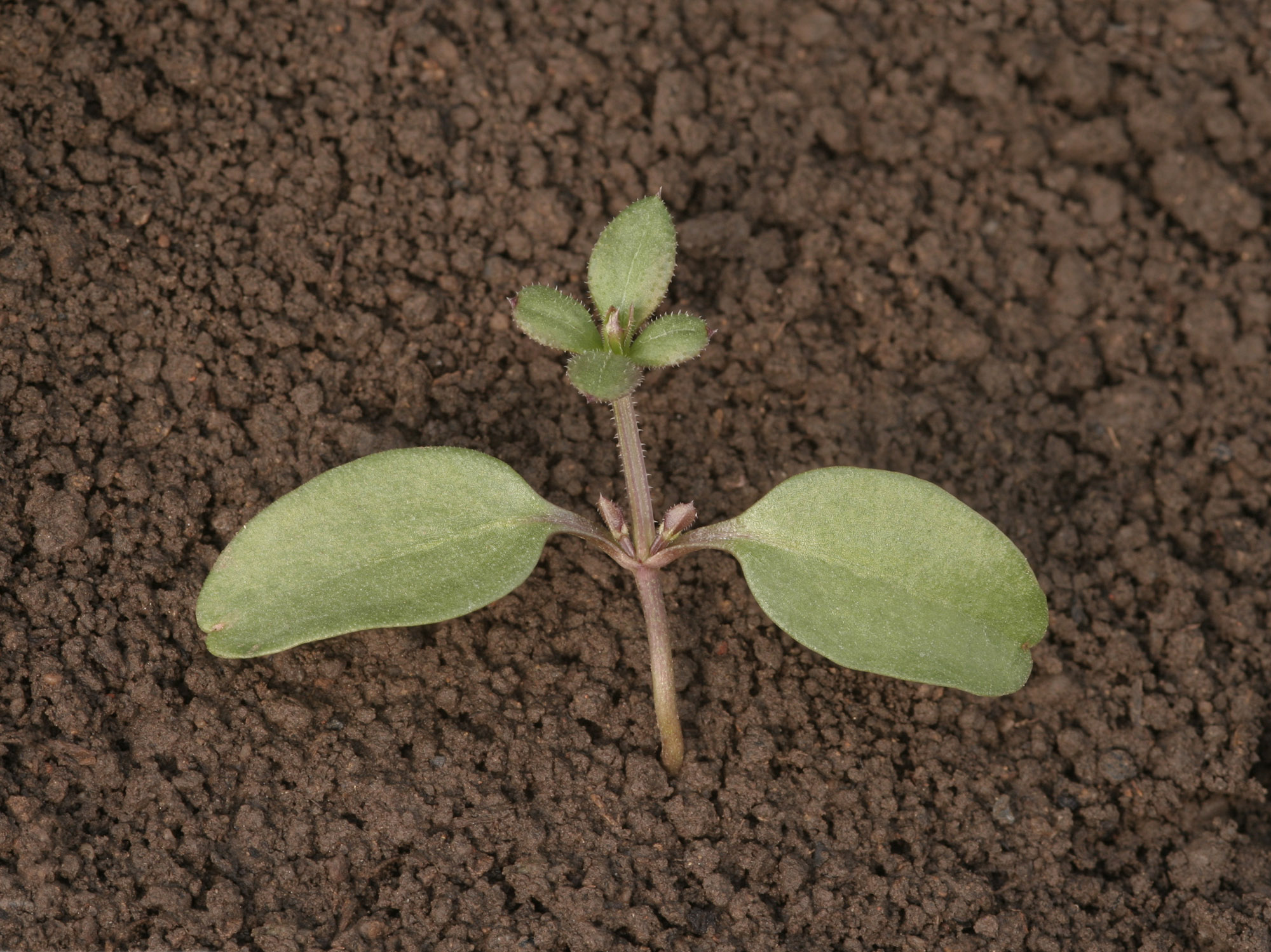 Lipkavec obyčajný Dvojklíčnolistové buriny | Syngenta