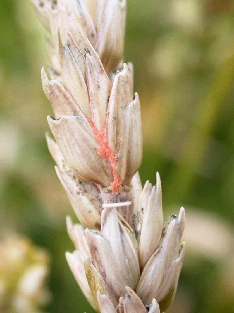 V obilninách proti chorobám v druhej polovici vegetácie | Syngenta