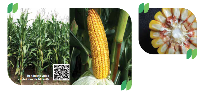 SY Minerva - Variety Kukurica na siláž a zrno | Syngenta